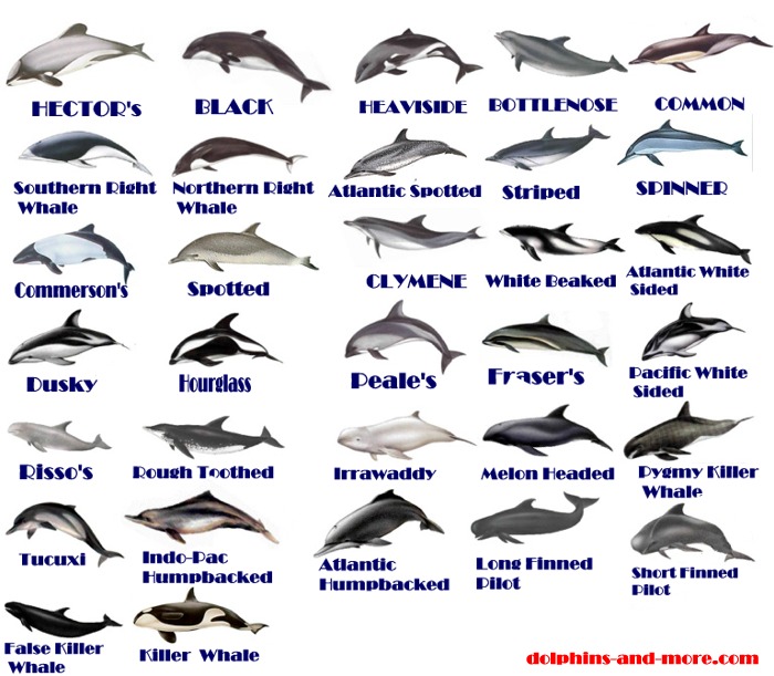 Dolphins By: Kayla Maier on emaze