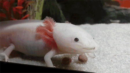 AJOLOTE at emaze Presentation