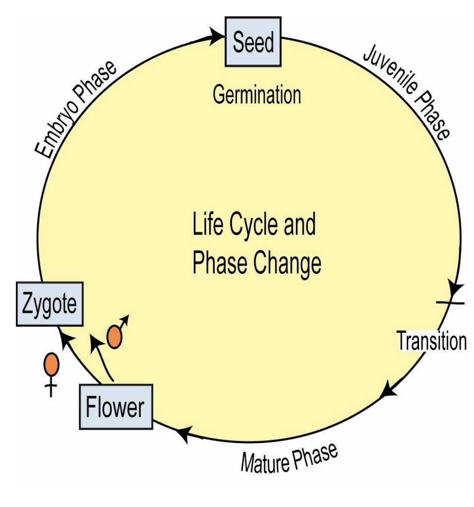 Types of Seeds: Structure and Germination on emaze