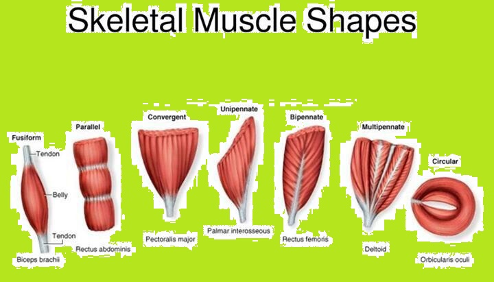 muscular system on emaze