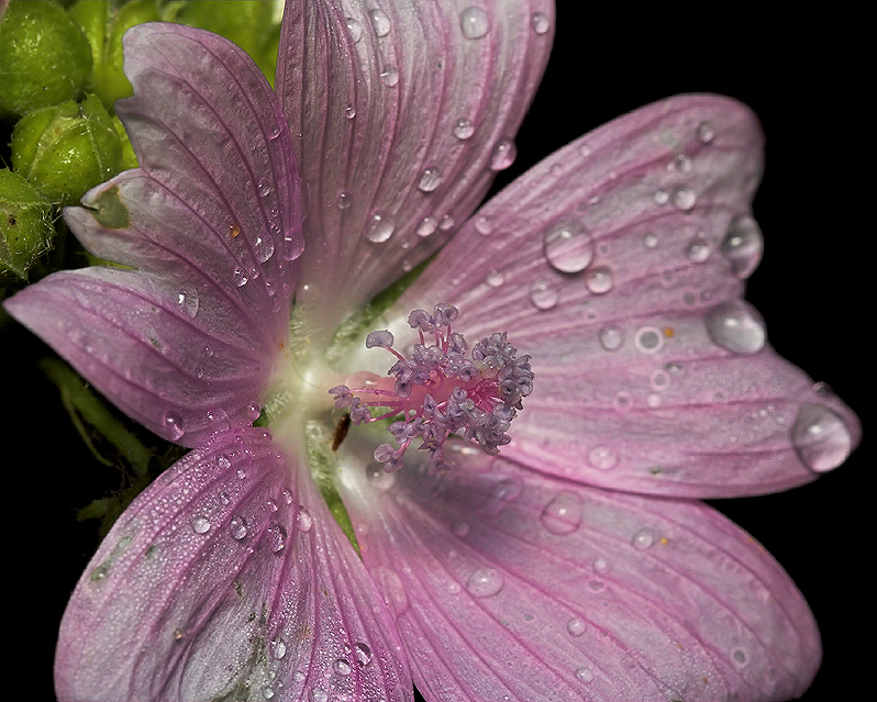 Presentation Name on emaze