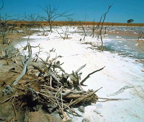 Science Assignment - SALINITY Copyright 2014 (c) on emaze