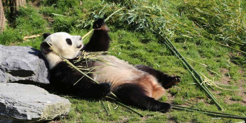 De reuzenpanda on emaze