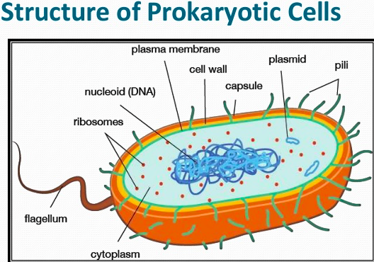 74 Prokaryote Metabolism Biology Libretexts