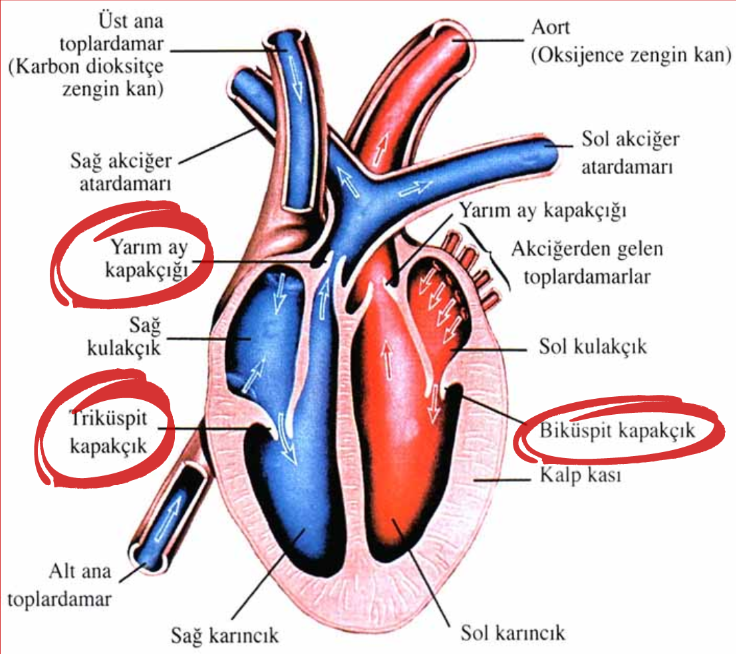 DOLAŞIM SİSTEMİ-circulatory system on emaze