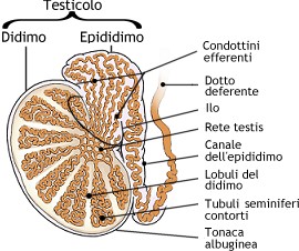 APPARATO RIPRODUTTORE on emaze