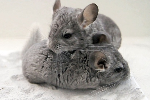 Why do chinchillas take dust baths and why is it more at emaze Presentation