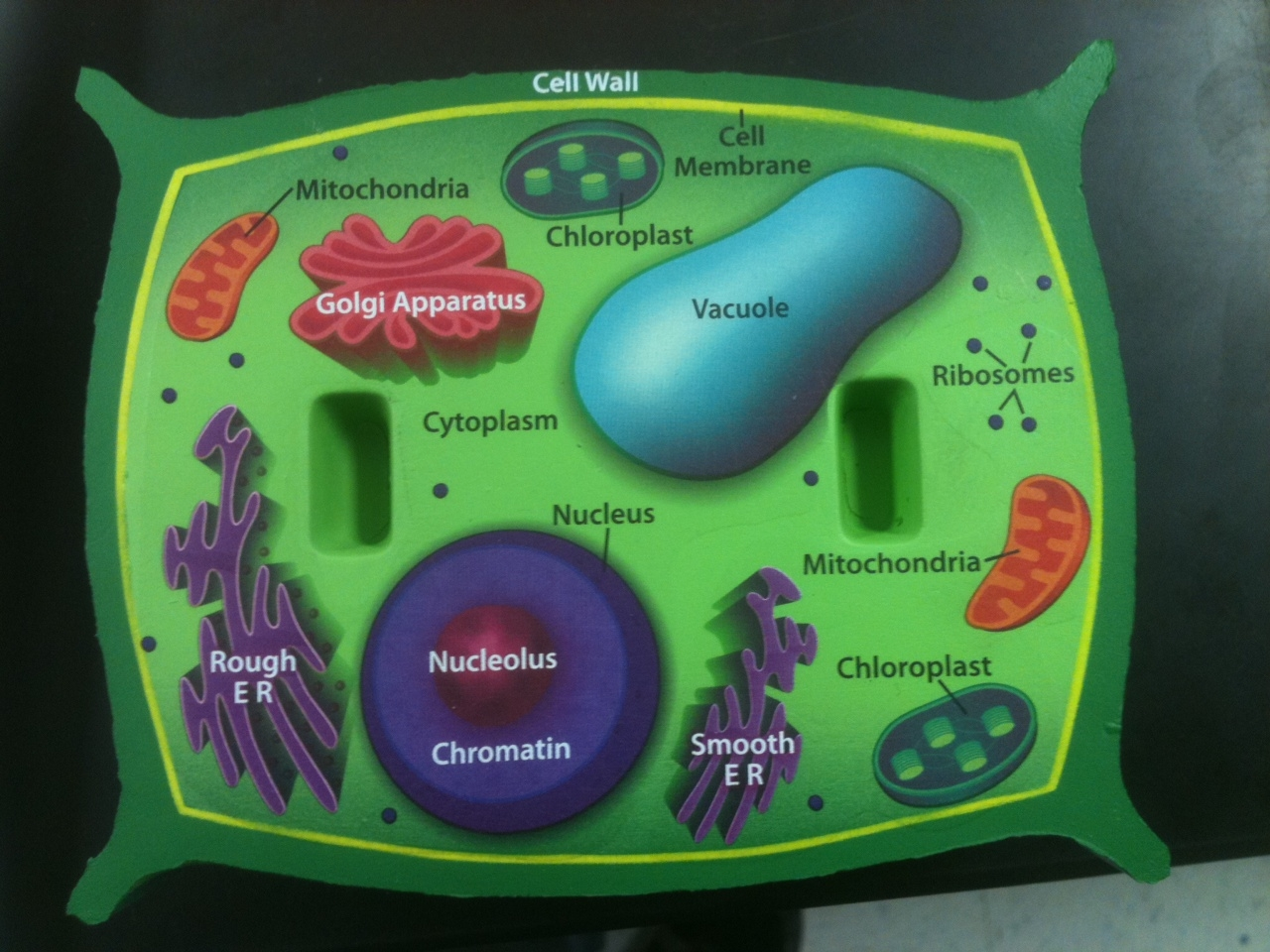 Cell Analogy Activity On Emaze Cell Analogy Activity On Emaze