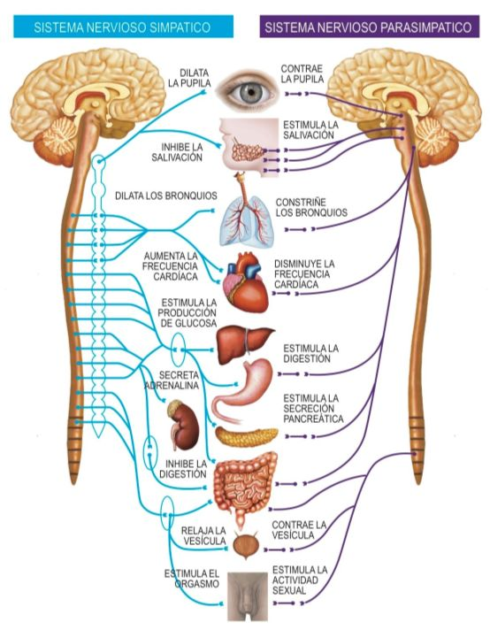 SISTEMA NERVIOSO SOMÁTICO on emaze