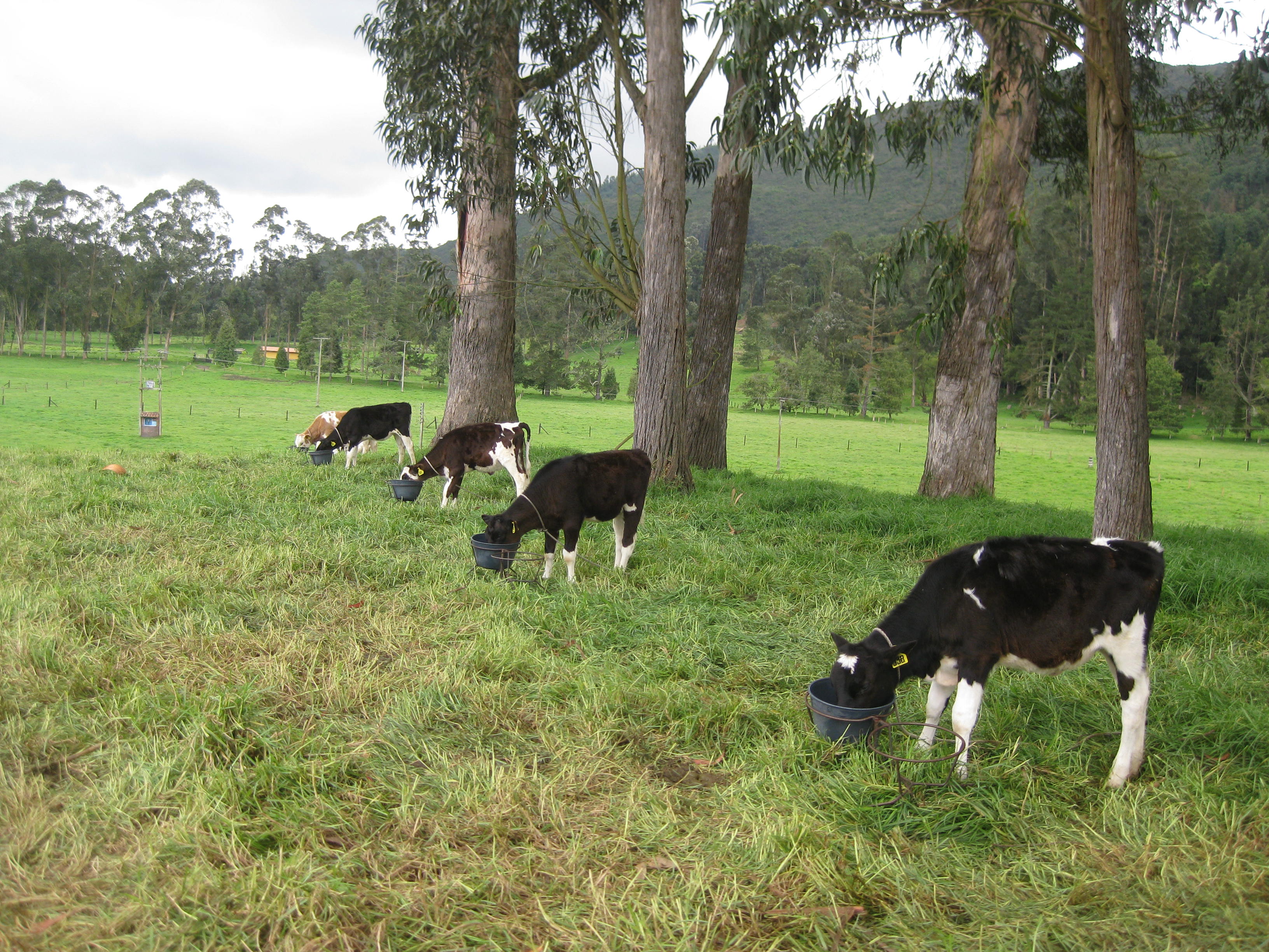 CRIANZA DE TERNEROS.pptx on emaze