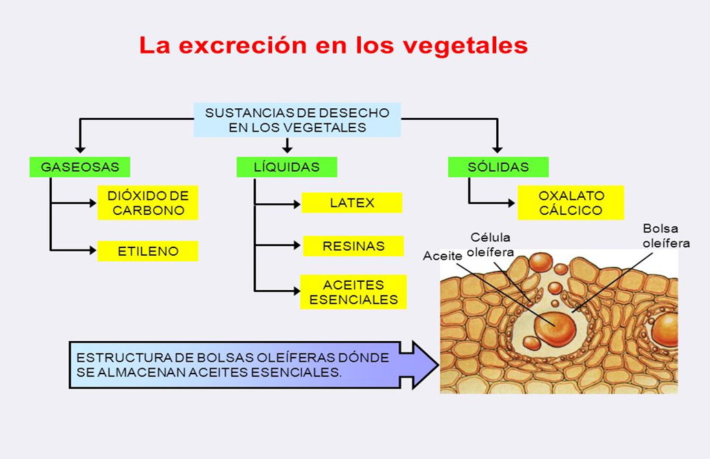 Excrecion at emaze Presentation