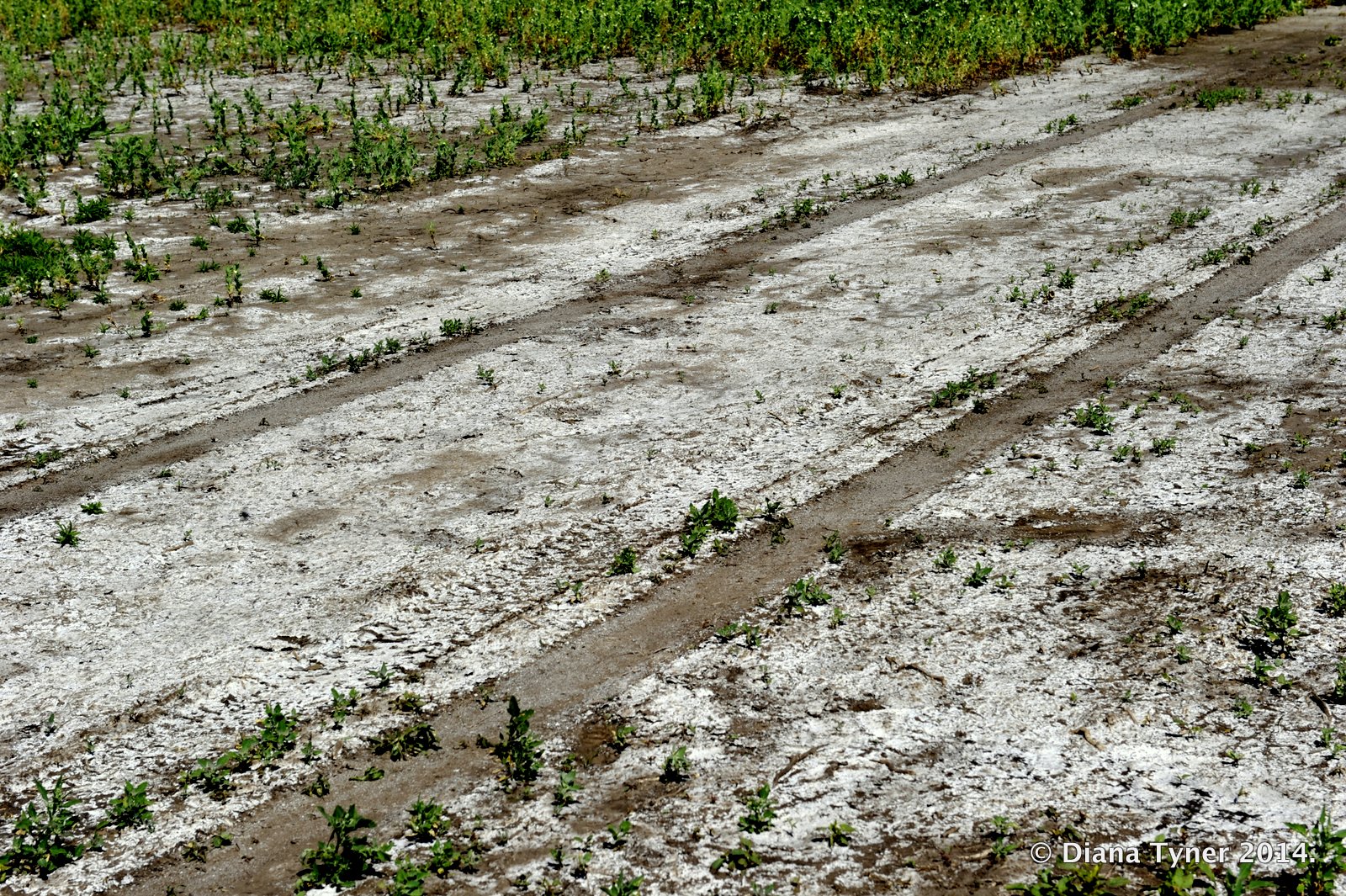 soil salinity on emaze