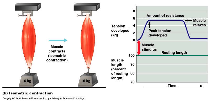 Muscular system 2 on emaze