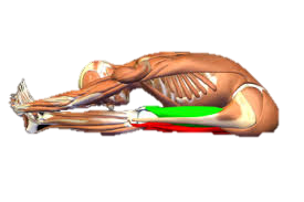 Muscular system 2 at emaze Presentation