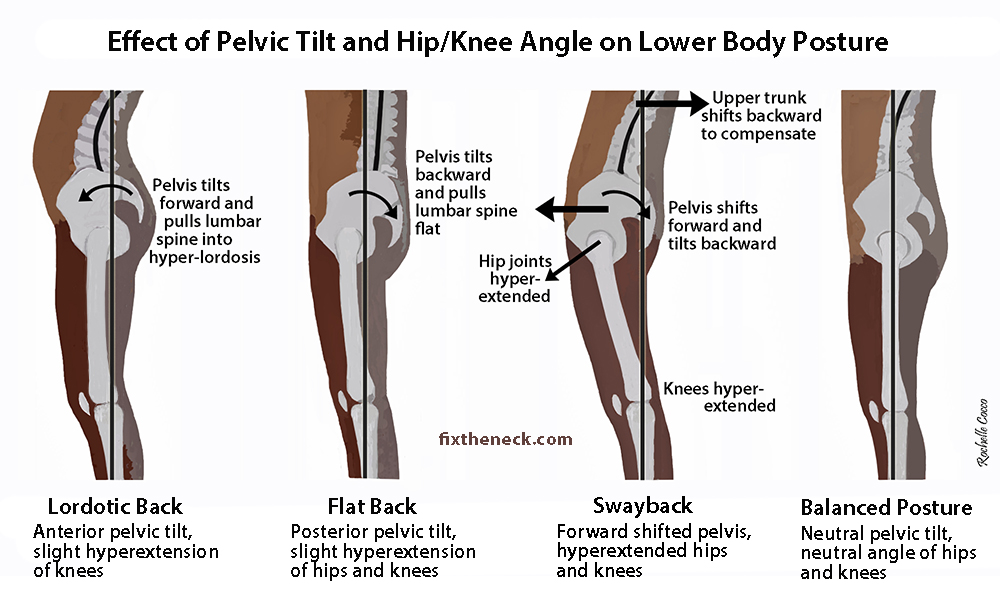 Muscular system 2 on emaze