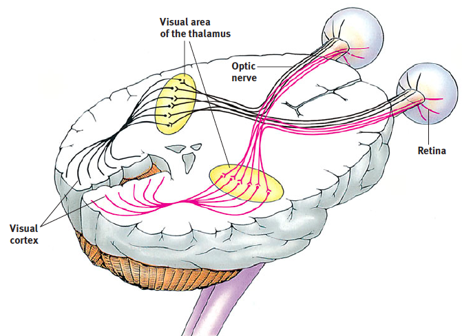 Vision - AP Psychology at emaze Presentation