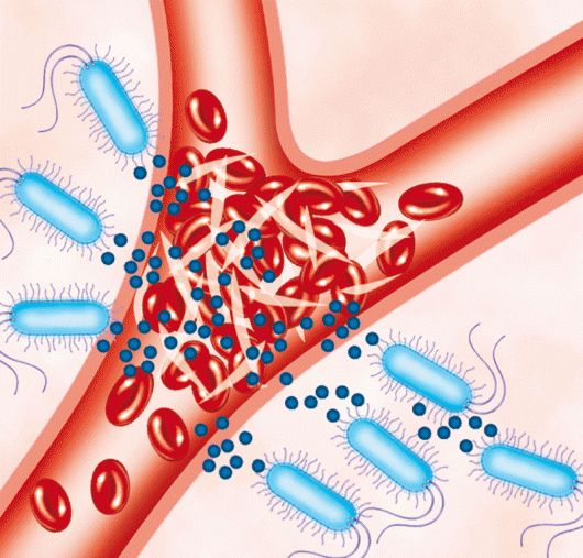 ACINETOBACTER on emaze