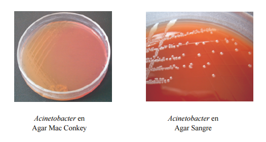 ACINETOBACTER at emaze Presentation