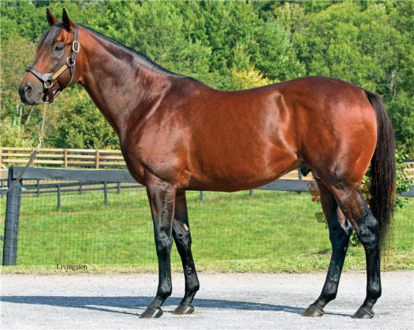 Light Breeds of Horses at emaze Presentation
