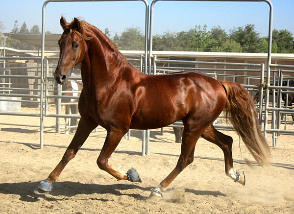 Light Breeds of Horses on emaze