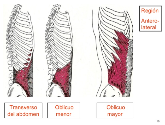 MÚSCULOS DEL TÓRAX Y at emaze Presentation
