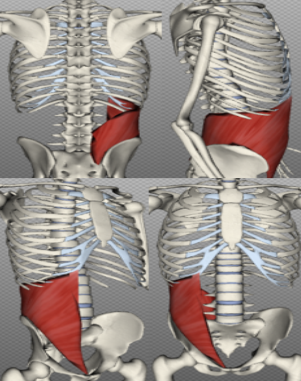 MÚSCULOS DEL TÓRAX Y at emaze Presentation