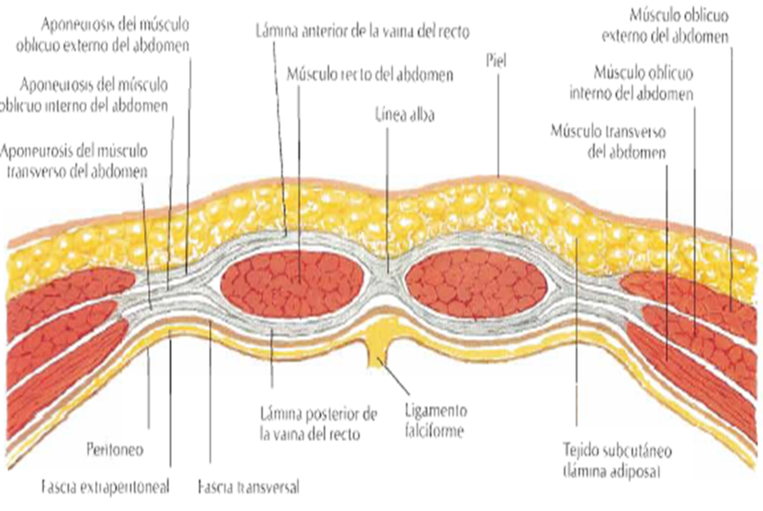 MÚSCULOS DEL TÓRAX Y at emaze Presentation