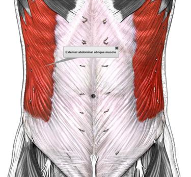 MÚSCULOS DEL TÓRAX Y on emaze