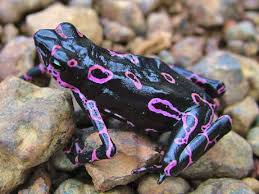 amazon rainforest 21 at emaze Presentation