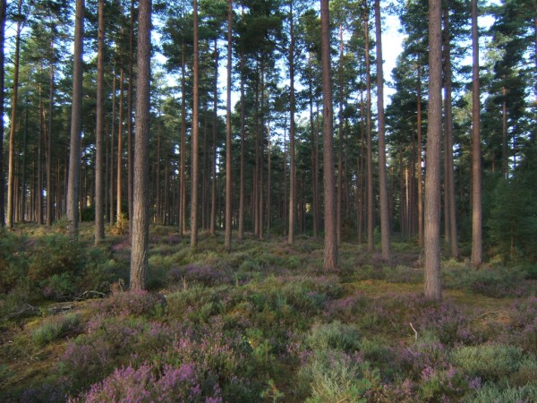 easternwoodlands at emaze Presentation