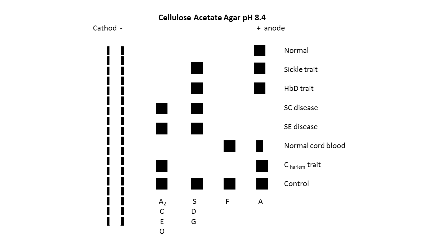 by: Miss. Ebtehal on emaze