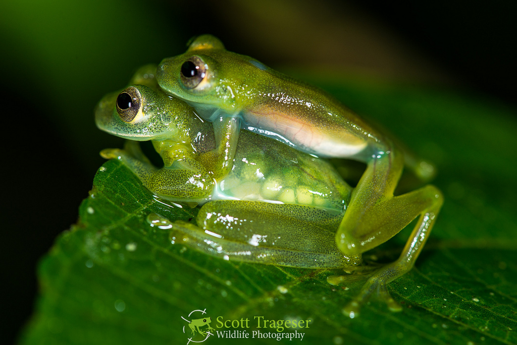GLASS FROGS on emaze