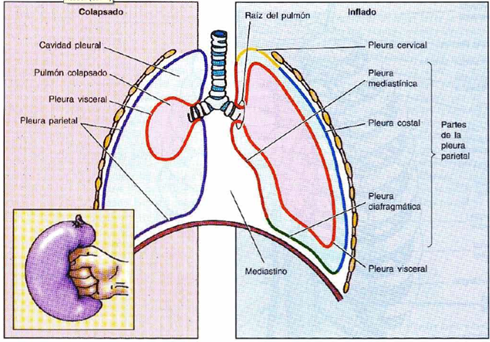 PULMONES 2125 on emaze