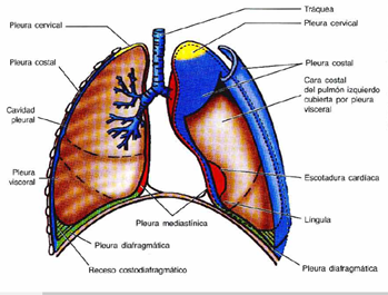 PULMONES 2125 on emaze