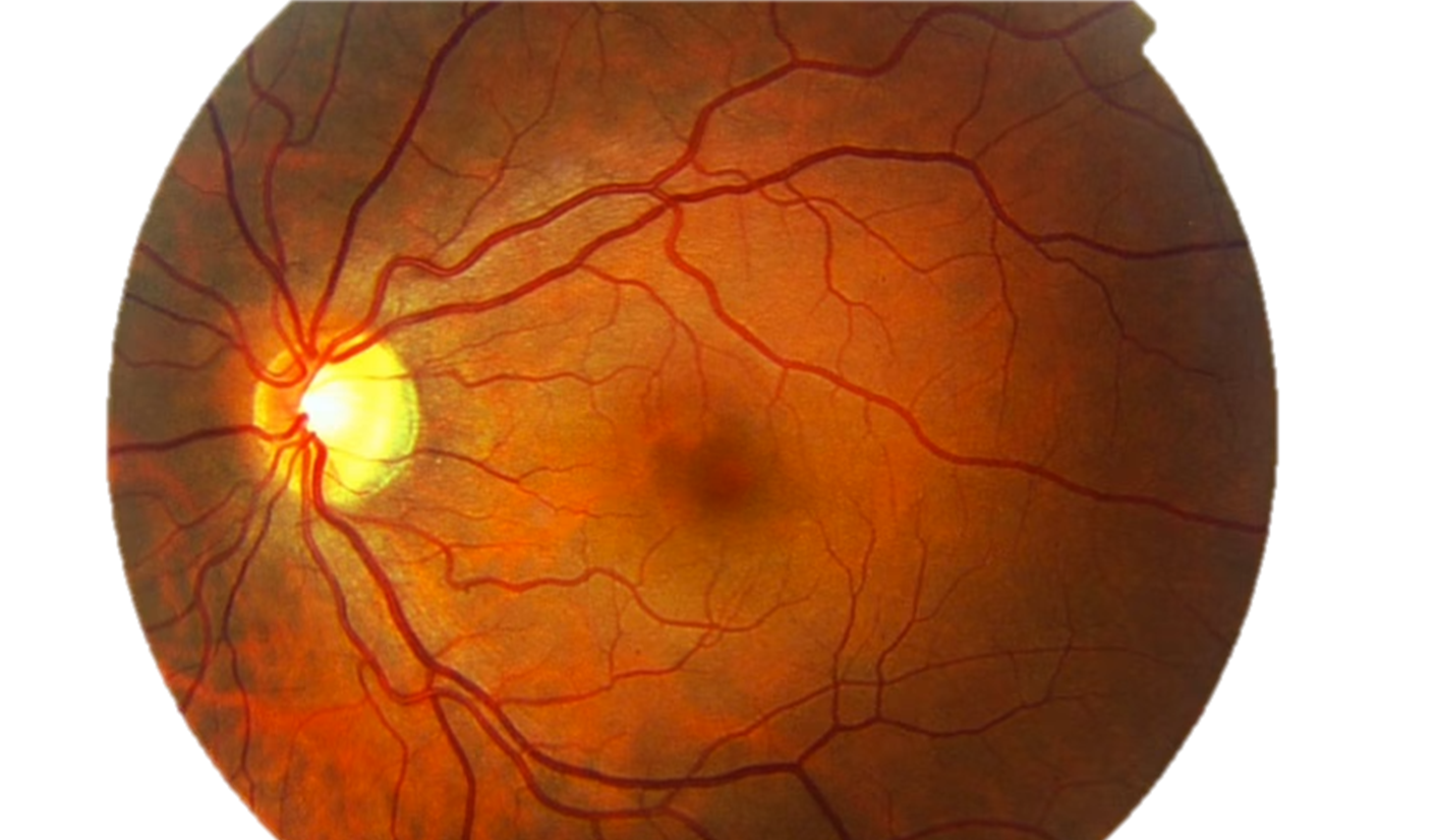 Branch Out at emaze Presentation