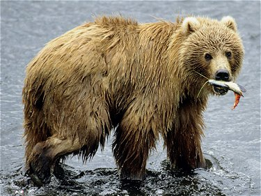 Bears at emaze Presentation
