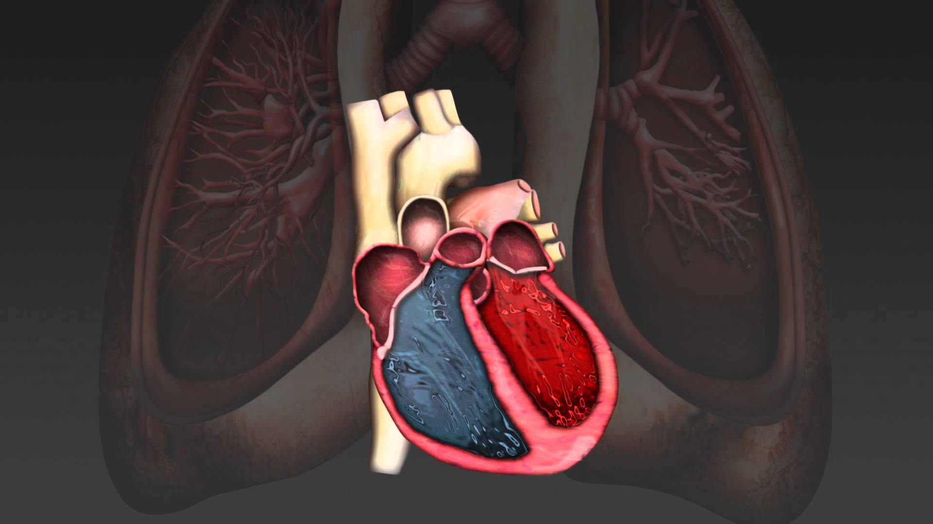 Circulatory system - Heart beat, heart rate and cardiac cycle on emaze