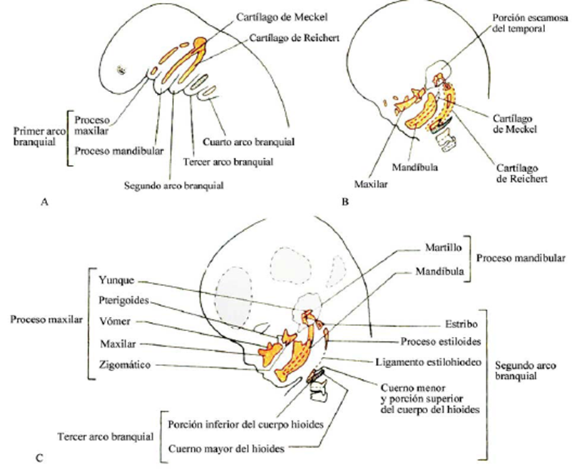 Desarrollo de la Cabeza: Porción Neurocraneal y Porción Visceral on emaze