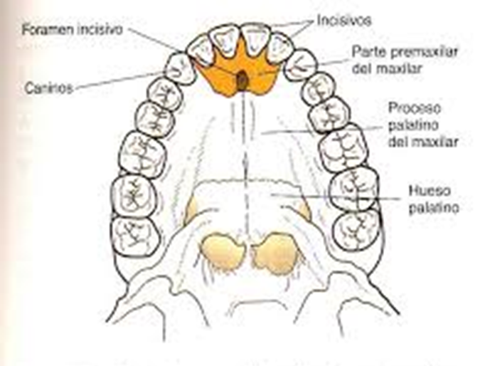 Desarrollo de la Cabeza: Porción Neurocraneal y Porción Visceral on emaze
