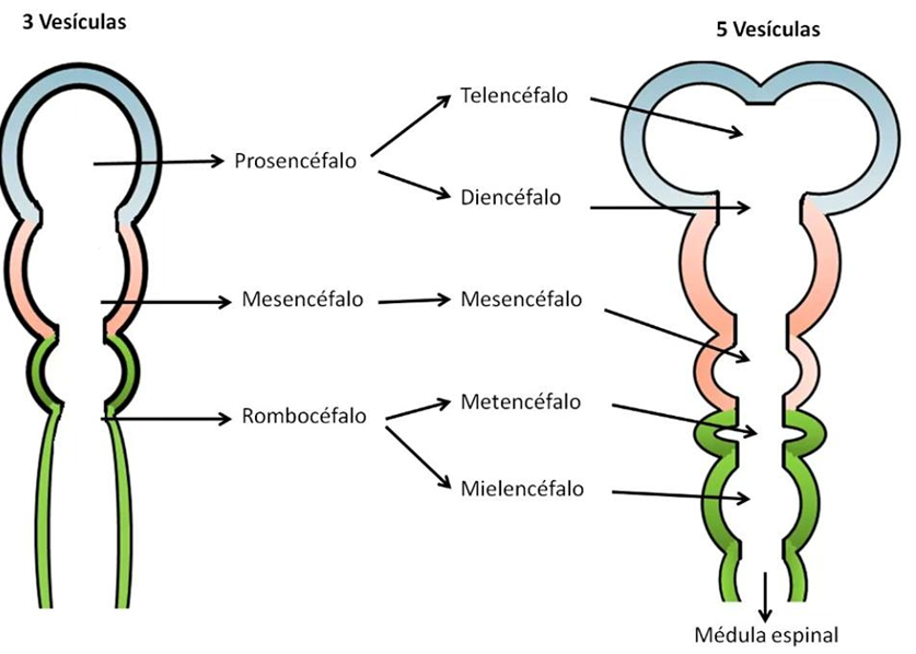 Desarrollo de la Cabeza: Porción Neurocraneal y Porción Visceral on emaze