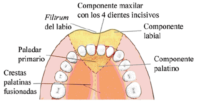 Desarrollo de la Cabeza: Porción Neurocraneal y Porción Visceral on emaze