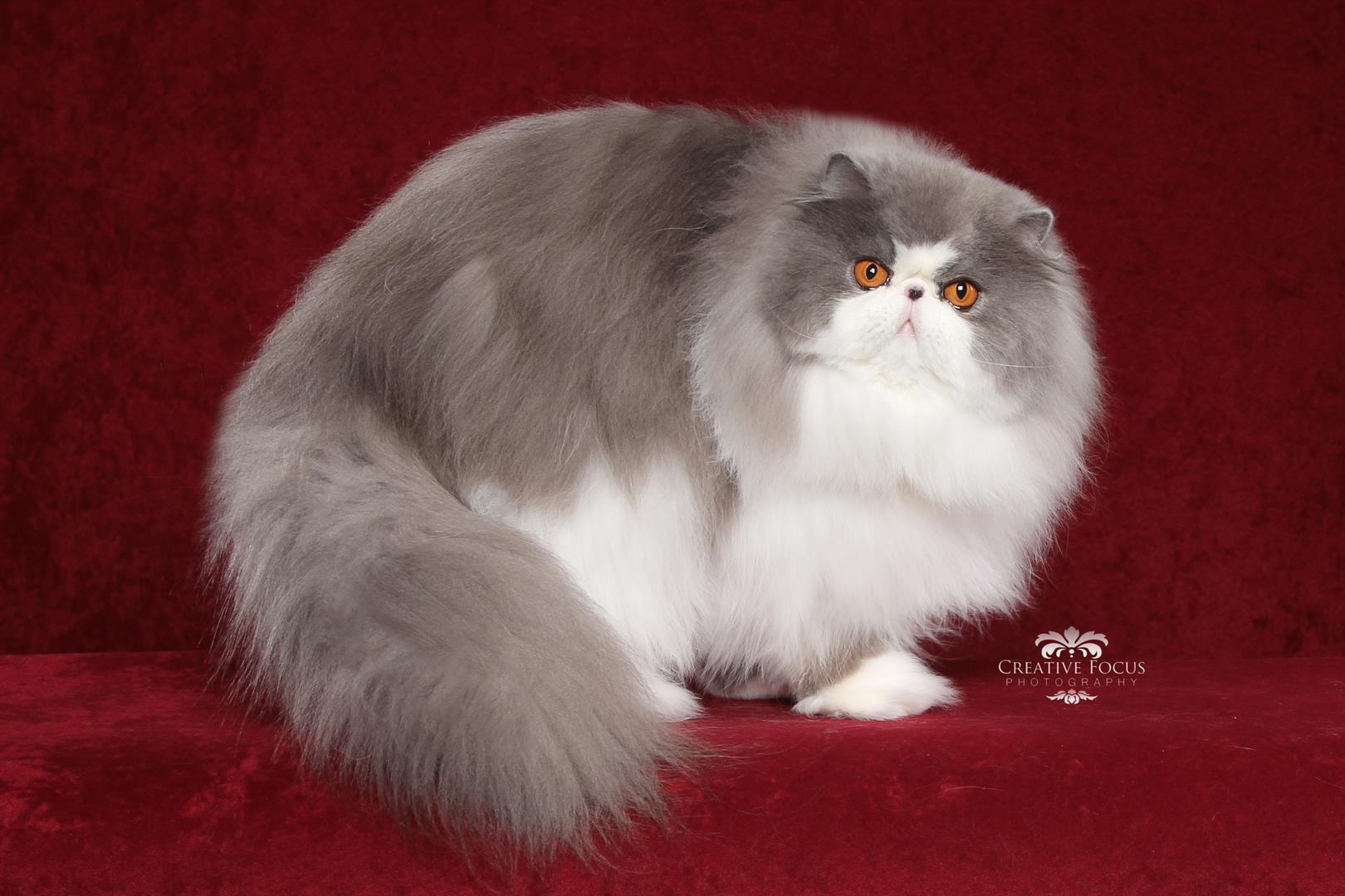 Iran on emaze