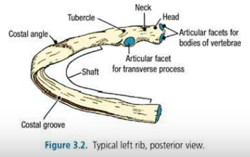 costal groove of rib