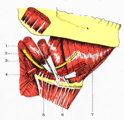 cuelloparietaltriangulos-111007021008-phpapp01.pptx on emaze