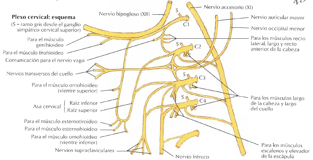 cuelloparietaltriangulos-111007021008-phpapp01.pptx on emaze