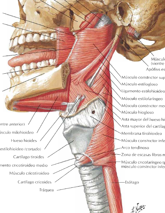 cuelloparietaltriangulos-111007021008-phpapp01.pptx on emaze