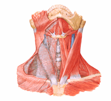 cuelloparietaltriangulos-111007021008-phpapp01.pptx on emaze