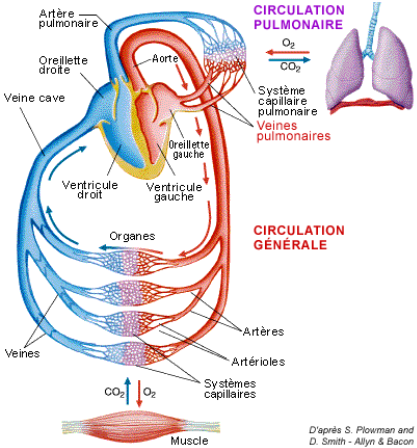 systeme cardio on emaze