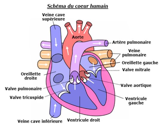 systeme cardio on emaze