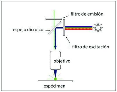 INMUNOFLUORESCENCIA.pptx on emaze
